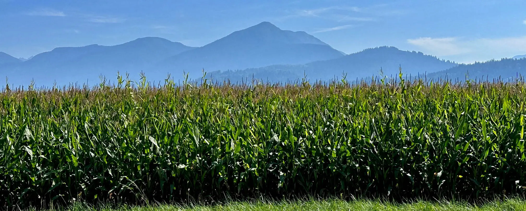 A Summer of Sudsy Fun and Our Next Adventure! - Fresh Suds Soapery